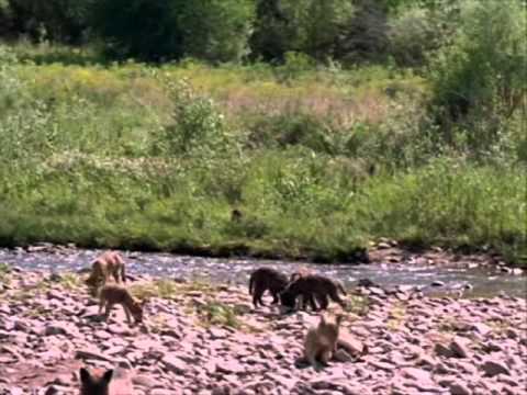 Documentales Imax- Lobos- Parte 4/4 - YouTube
