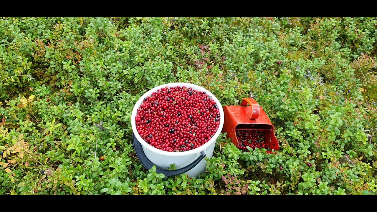 Finnish Superfood Puolukka (Vaccinium vitis-idaea) - YouTube