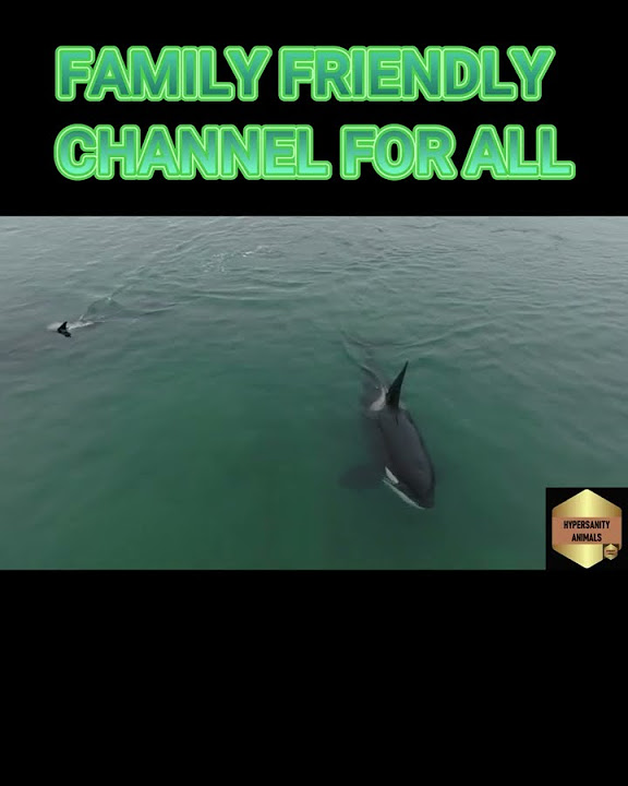 Orcas: Unveiling Mysteries of Oceans & Aquariums - YouTube