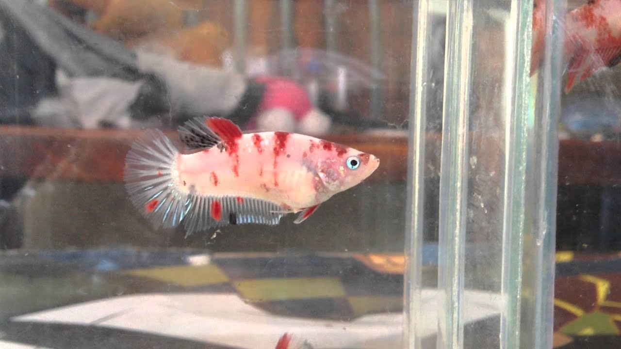 koi betta fish Female - YouTube