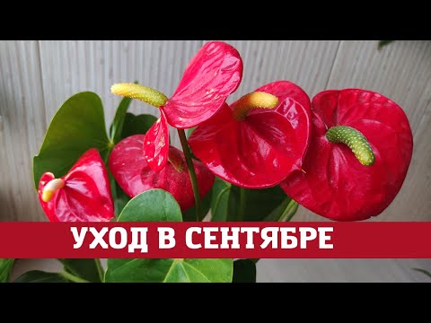 Мужское Счастье (Антуриум) Уход в Сентябре - YouTube