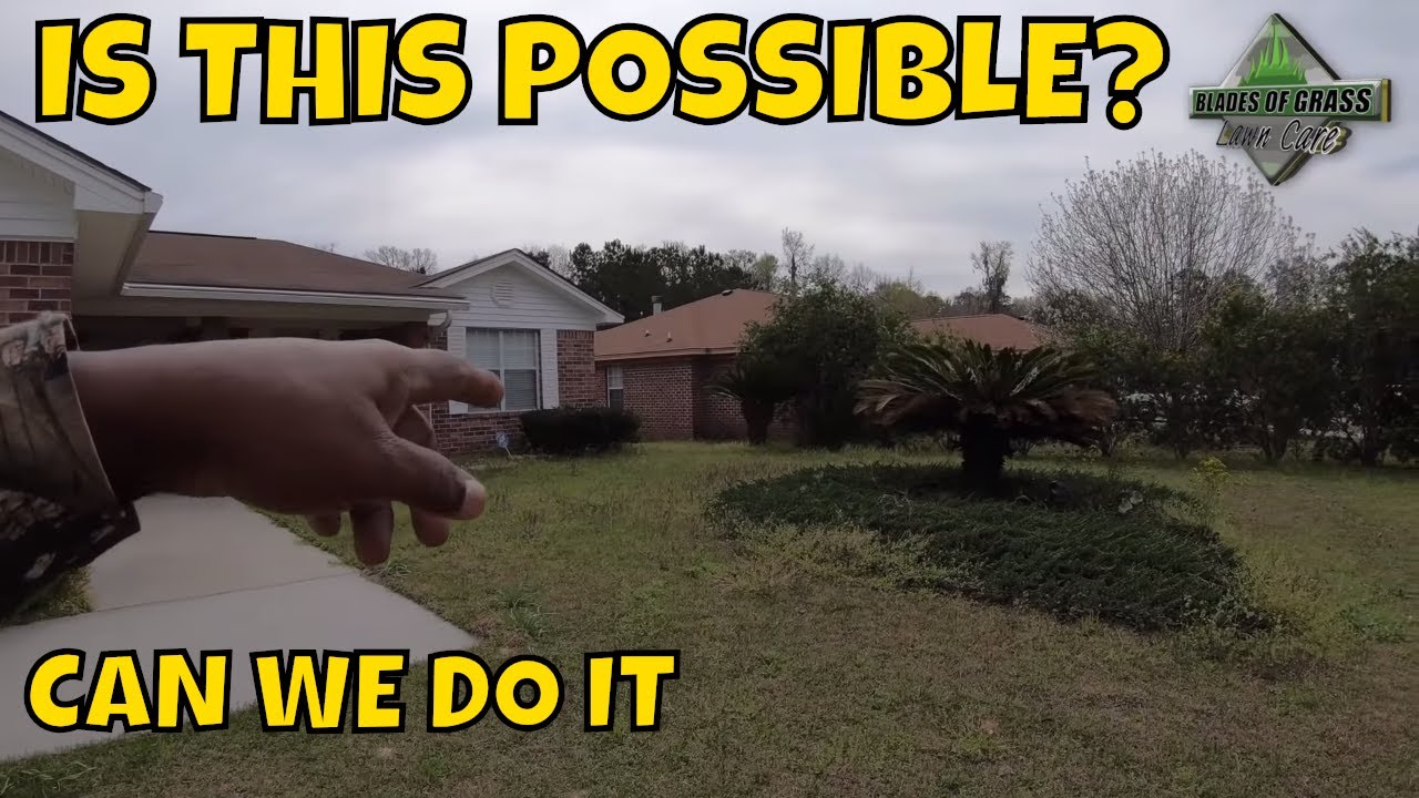 MAKING A WEED INFESTED LAWN LOOK GOOD (2019 spring lawn care) - YouTube