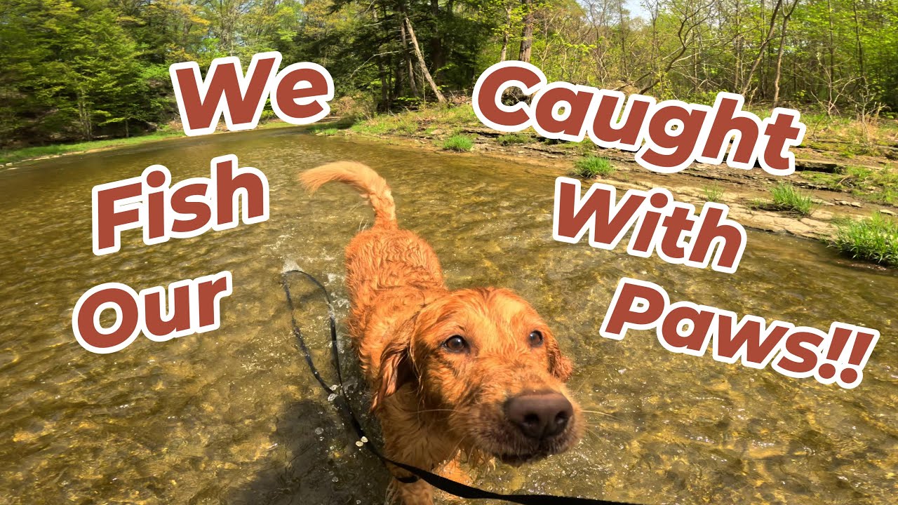 We Caught Fish with Our Paws 🐕‍🦺🐟🐠🏞🌿🚶‍♂️ - YouTube