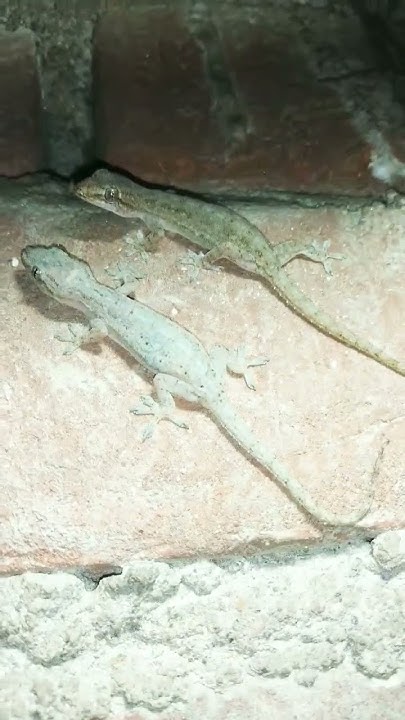 girgiti wheels video - YouTube