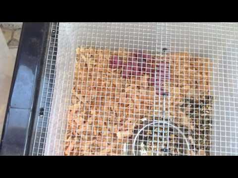 DIY Rat And Mouse Tubs (Plus Babies) - YouTube