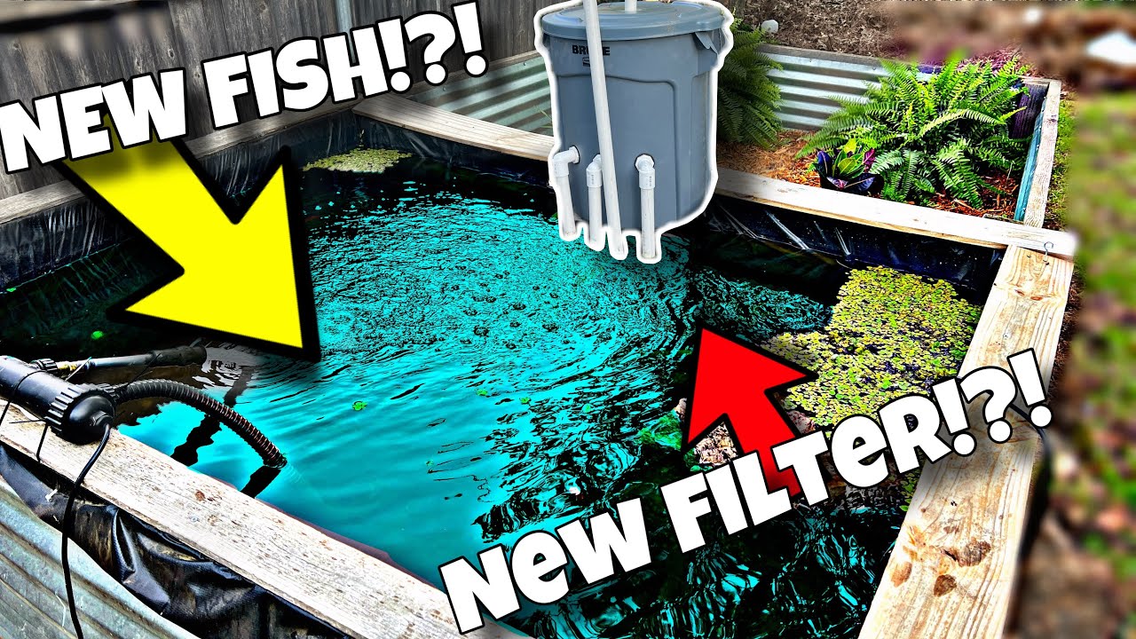 New Fish for Backyard Pond (DIY Pond Filter) - YouTube
