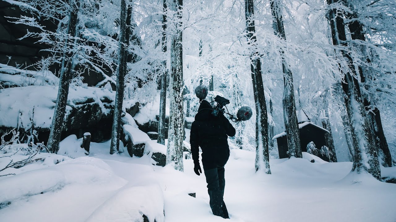 Groaning Snow Forest, Winter Ambience | Trees Creaking in the Wind ...