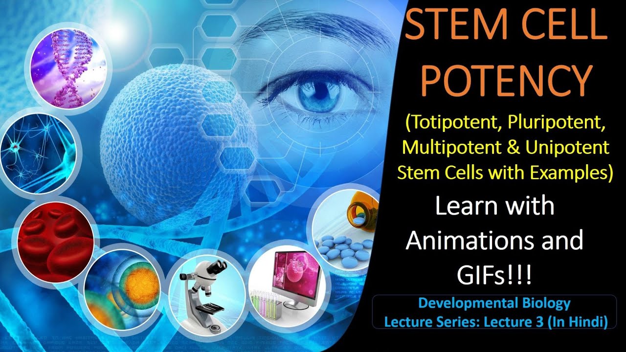 DEVELOPMENT BIOLOGY LECTURE SERIES| Lecture 3- STEM CELL POTENCY| Learn ...