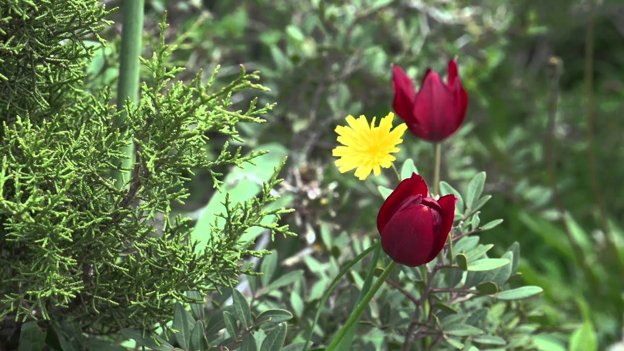 Κυπριακή Τουλίπα - Cyprus Tulip - YouTube