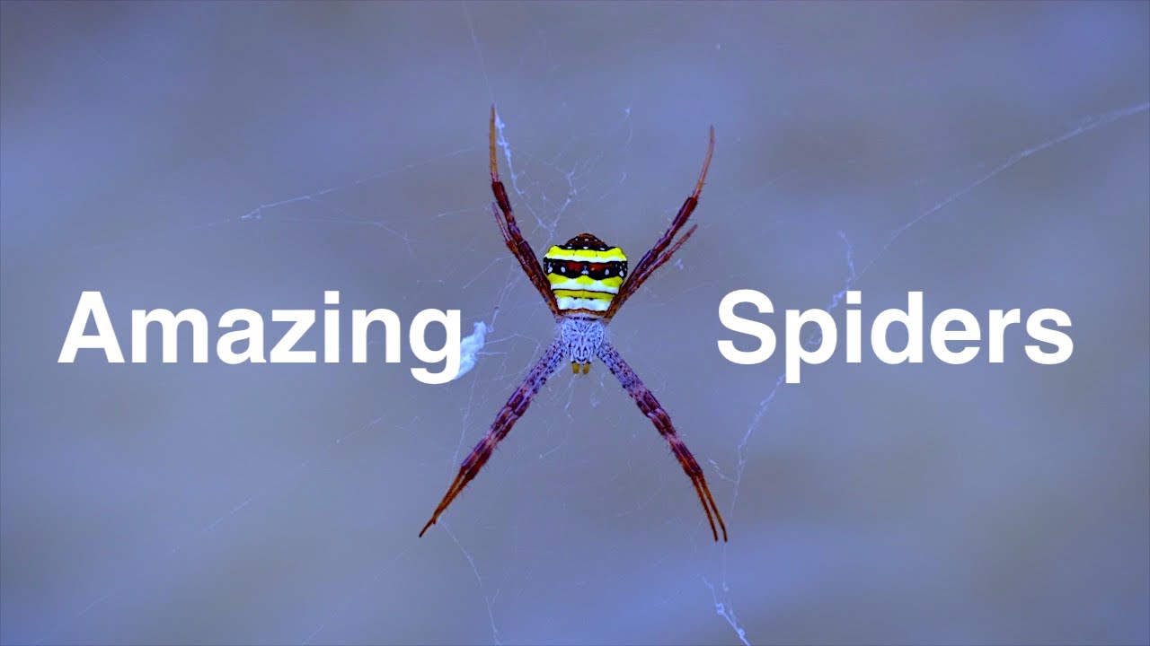 Amazing Spiders around us - YouTube