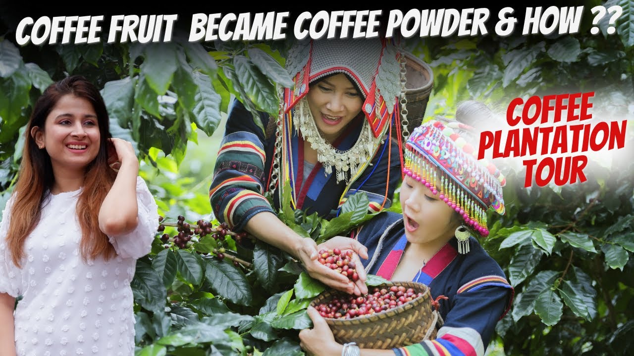 Coffee plantation tour during harvesting season in Coorg- the second ...
