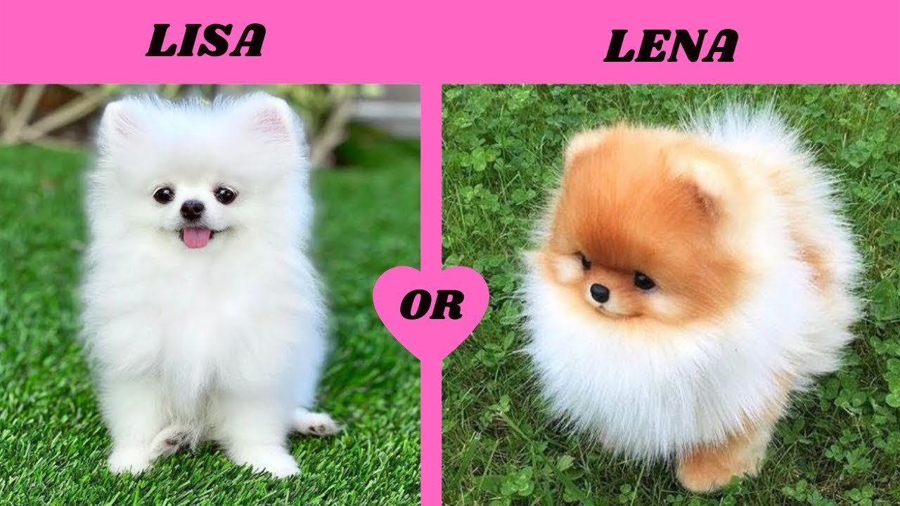 LISA or LENA ANIMALS [Dog & PUPPIES]💖 CUTE PET DOGS @luxury things ...