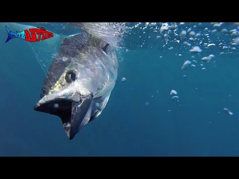 (60 Kg - 80 Kg) Orkinos Avı - Alaçatı - Ertuğrul İÇİNGİR - DENİZ AKTÜEL - AV TV