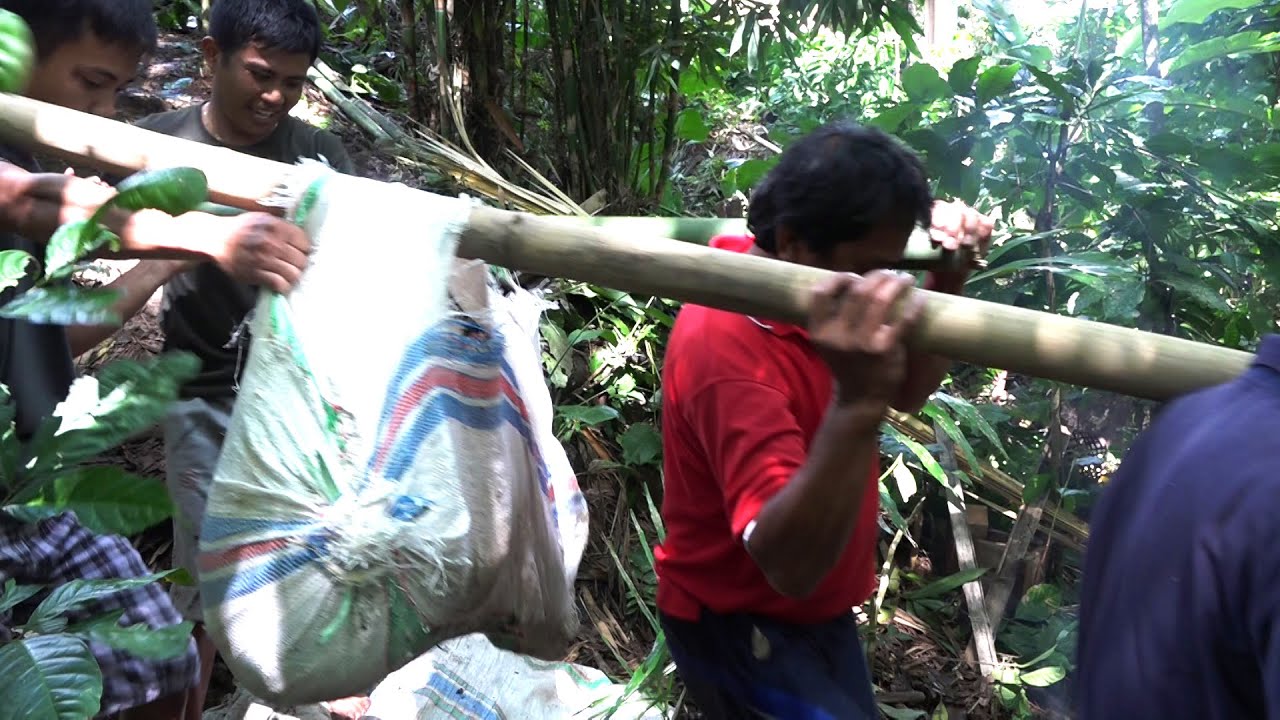 Seekor babi buat dewa bambu |RITUAL POTONG BAMBU| TORAJA - YouTube