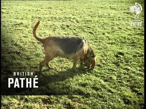Training Bloodhounds (1961) - YouTube