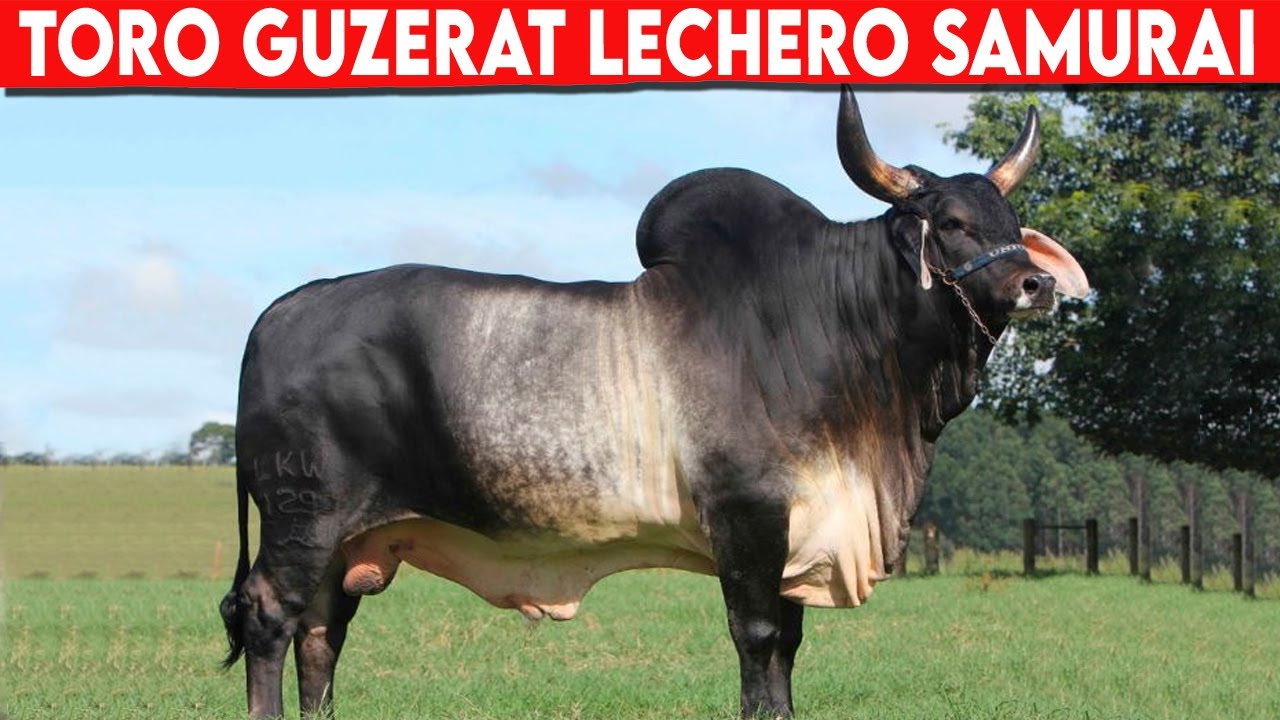 🔴 Toro Guzerat Lechero SAMURAI Los Mejores TOROS Guzerat // GADO GIR ...
