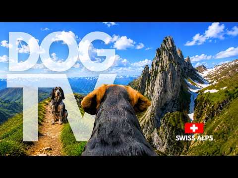 TheDogCam | 10hrs of Panoramic Virtual Dog Walks in the Swiss Alps 🐾🏔️ Dog POV
