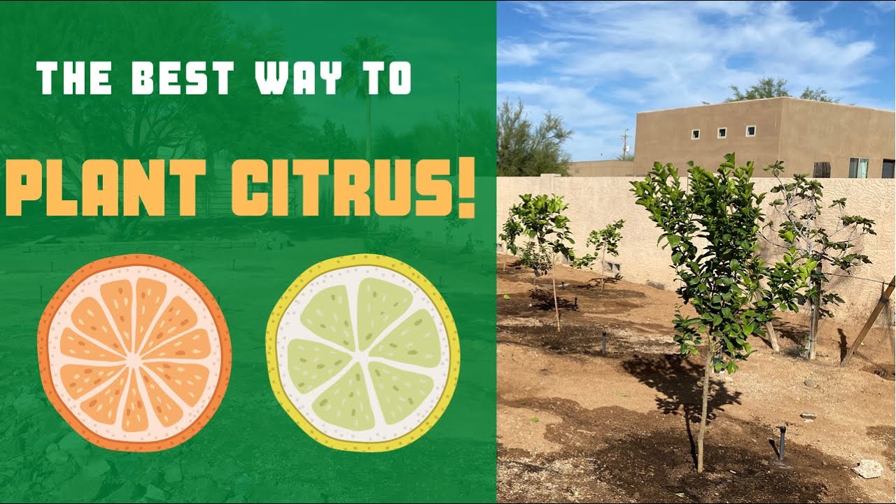 How to Plant Citrus - YouTube