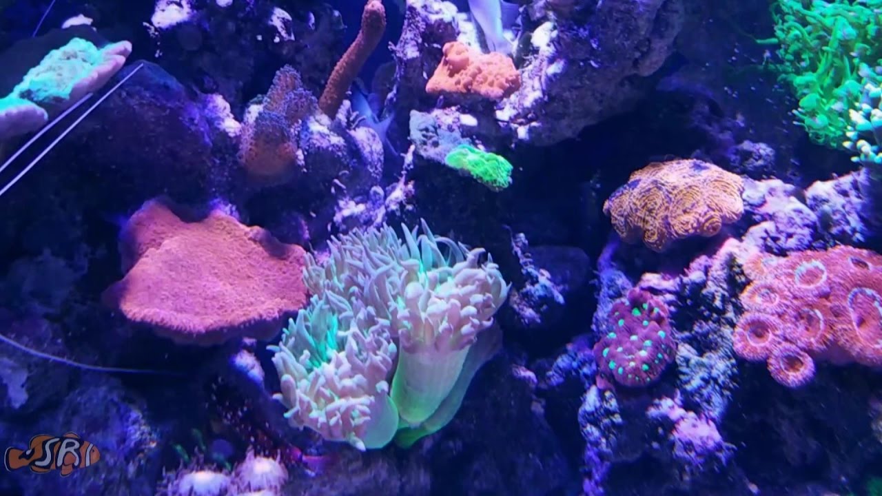 JBJ 45 gallon rimless reef - Tank Update 05/16/2017 - YouTube