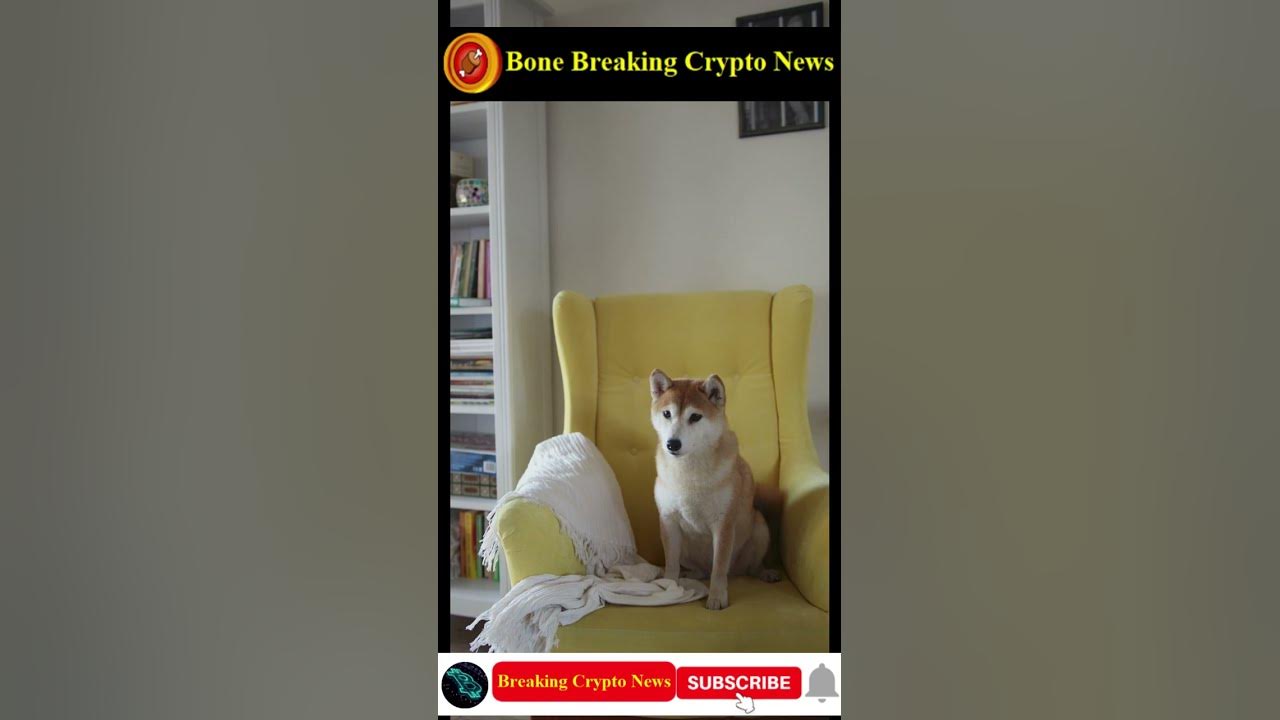 Breaking Crypto News | Shiba Inu's BONE Outperforming SHIB - YouTube