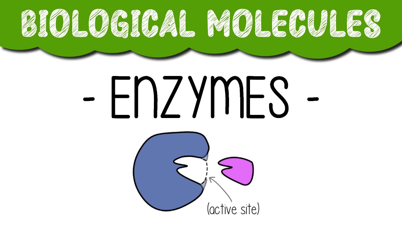 A Level Biology "Enzymes" - YouTube