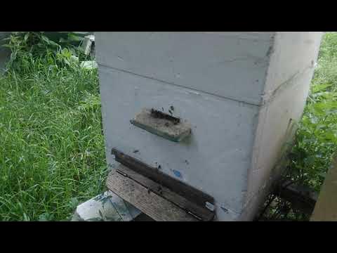 Купил потолочные кормушки для пчел.Пчелы хорошо работают.09.08.2021 ...