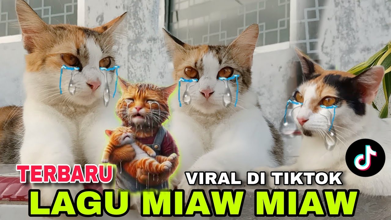 Miaw Miaw Miaw Song Sad 😭 LAGU MIAW MIAW KUCING SEDIH | VIRAL TIKTOK ...