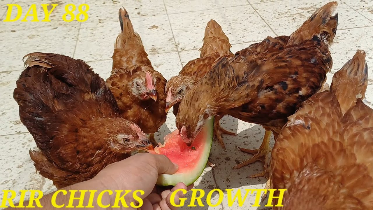 Rir Chicks Growth Day 88 | Very Active - YouTube