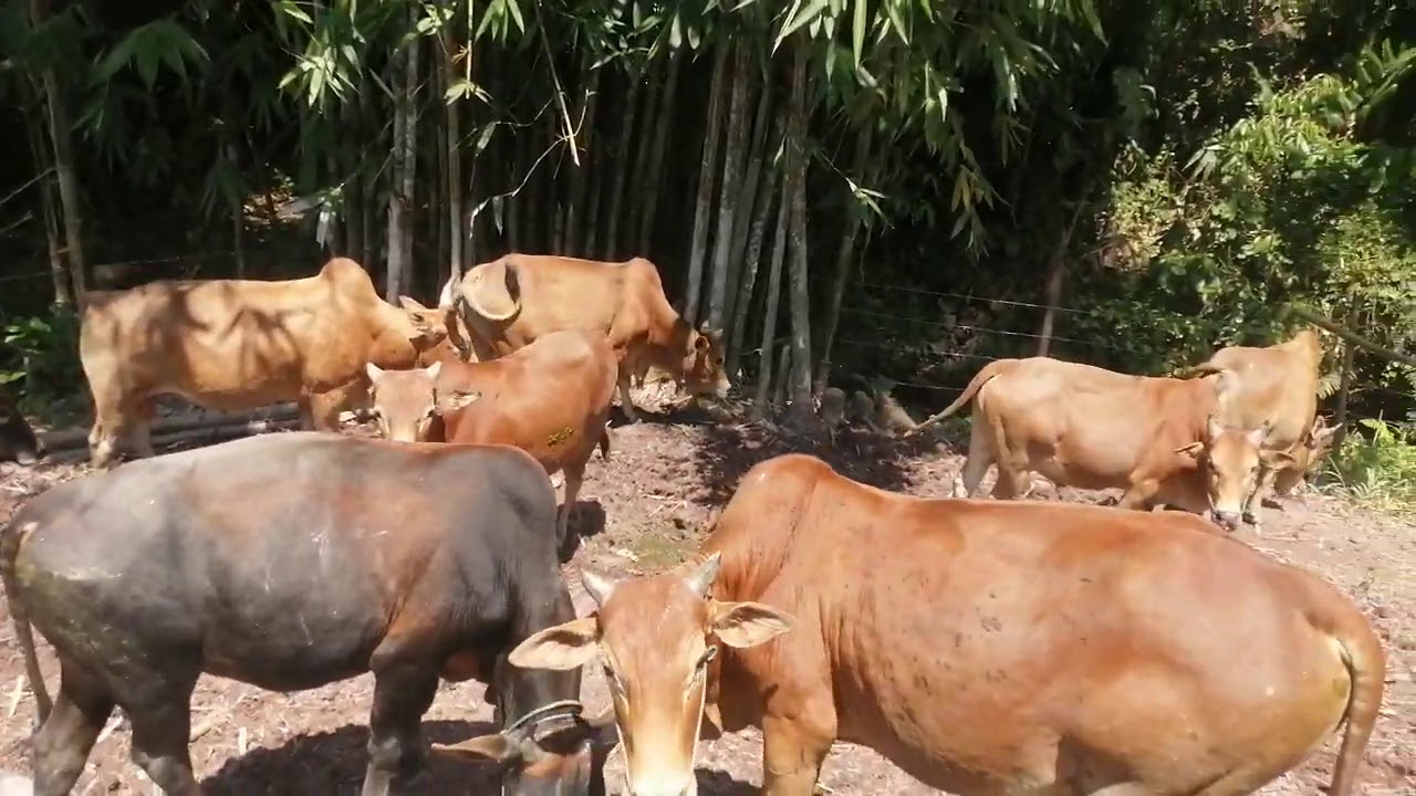 Mus saib nyuj saib twm tom tshav - YouTube