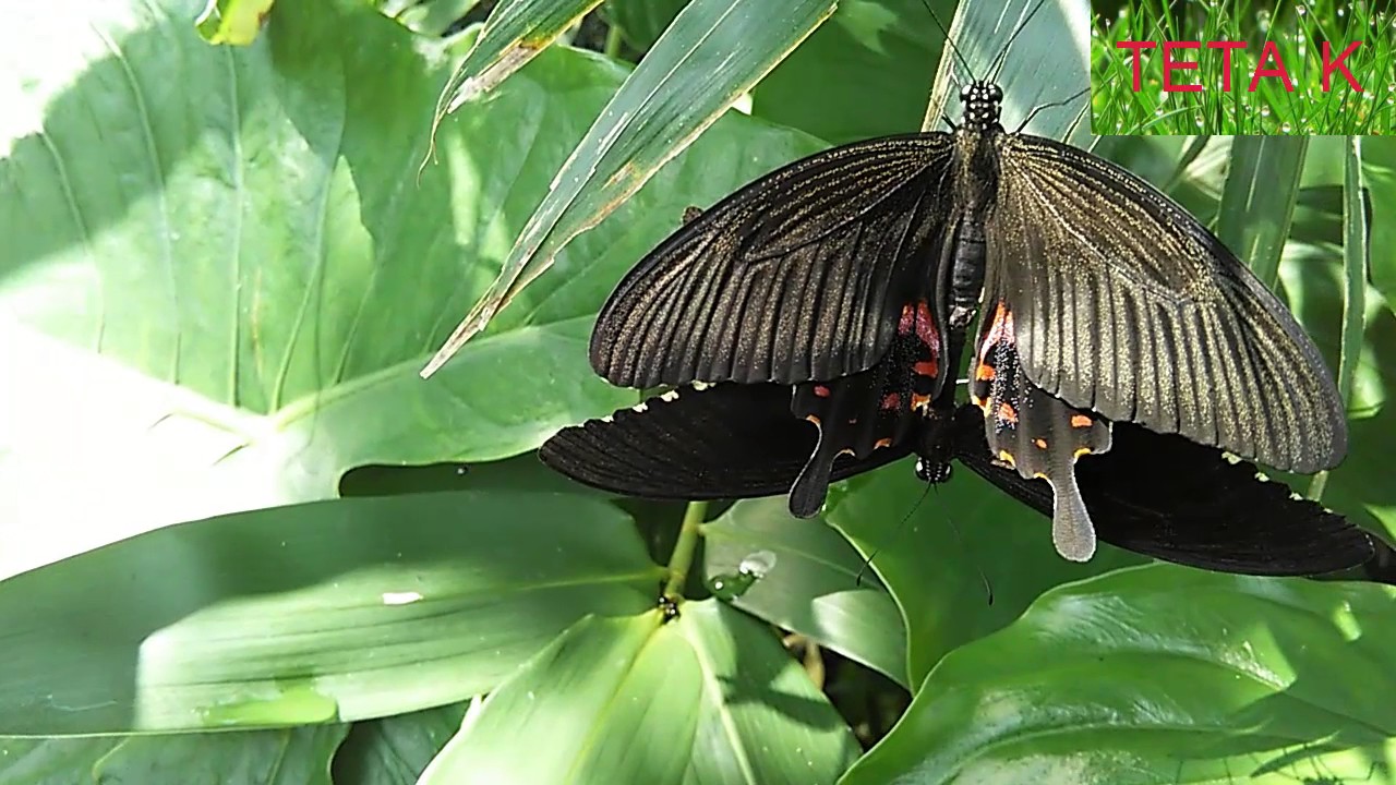Butterfly Animal Documentary Butterfly Life . - YouTube