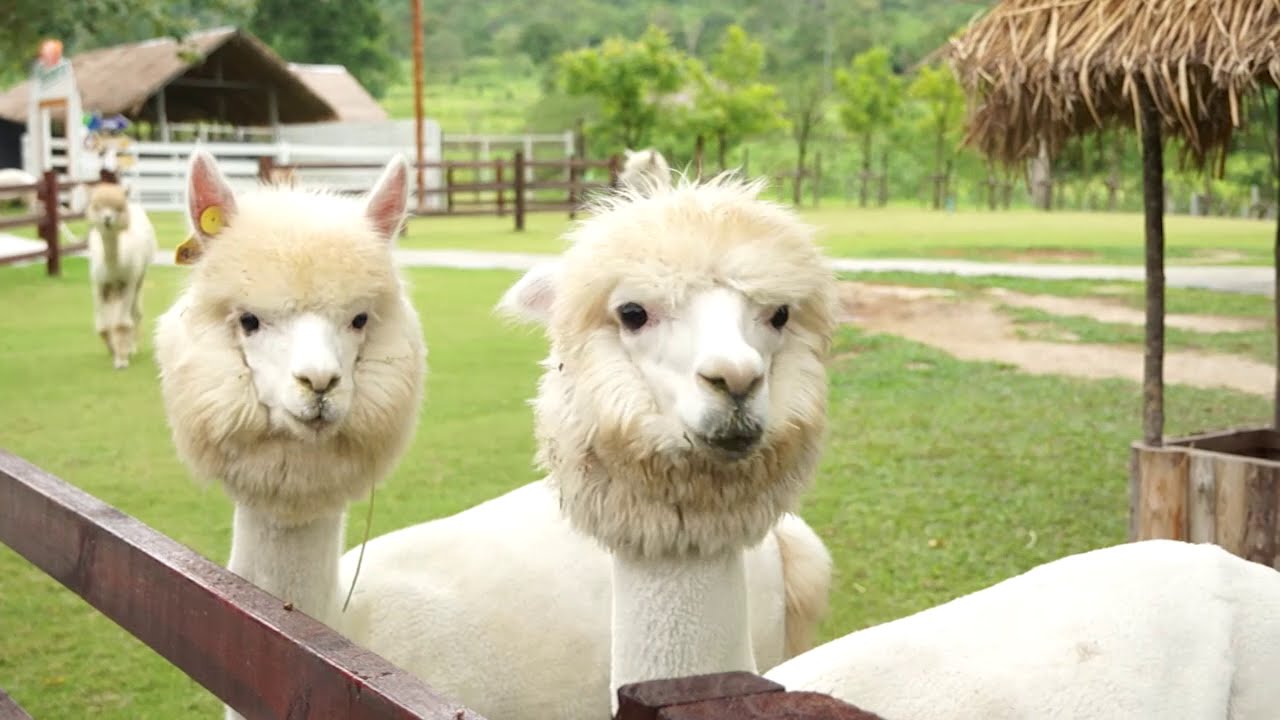 Alpaca Hill - YouTube
