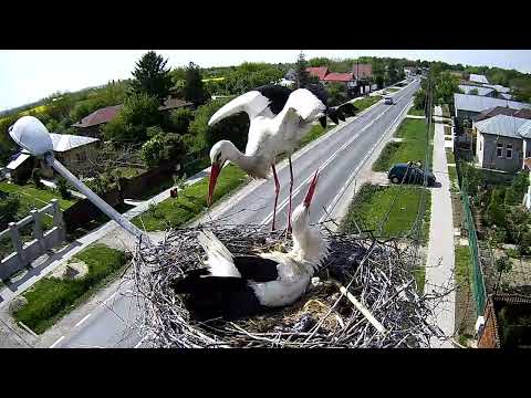 Grija mare pentru cuibul lor! 09 mai 2022