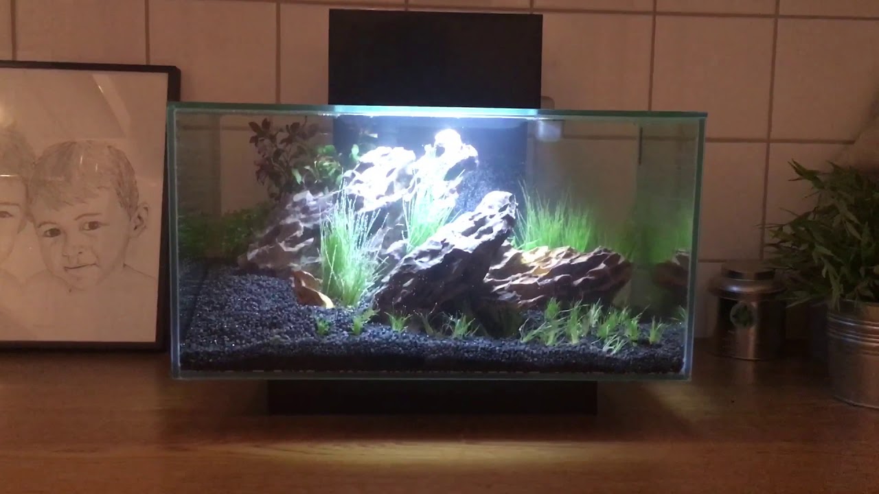 Fluval edge aquascaping - YouTube
