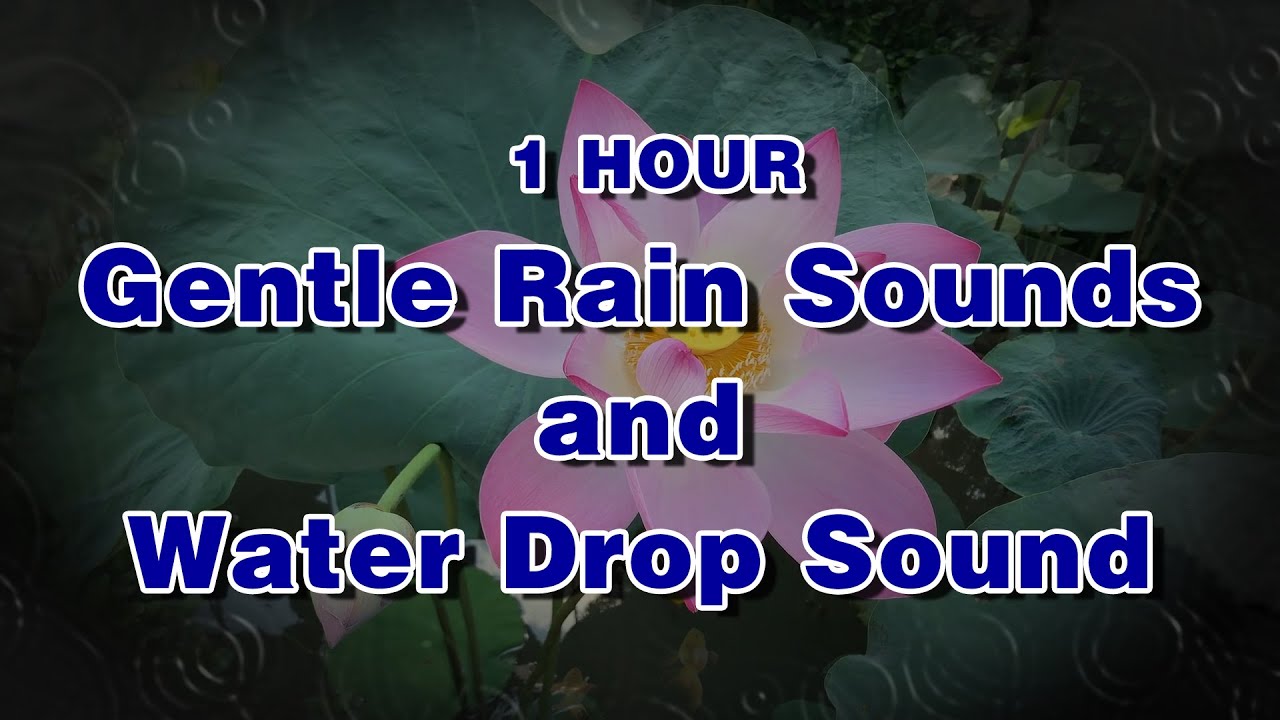 |1 HOUR| Gentle Rain Sounds and Water Drop Sound / Bruit Pluie Tres ...