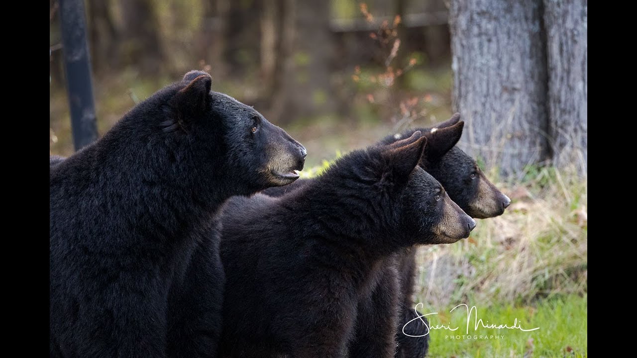 Three-legged Mama Bear and Yearlings - YouTube