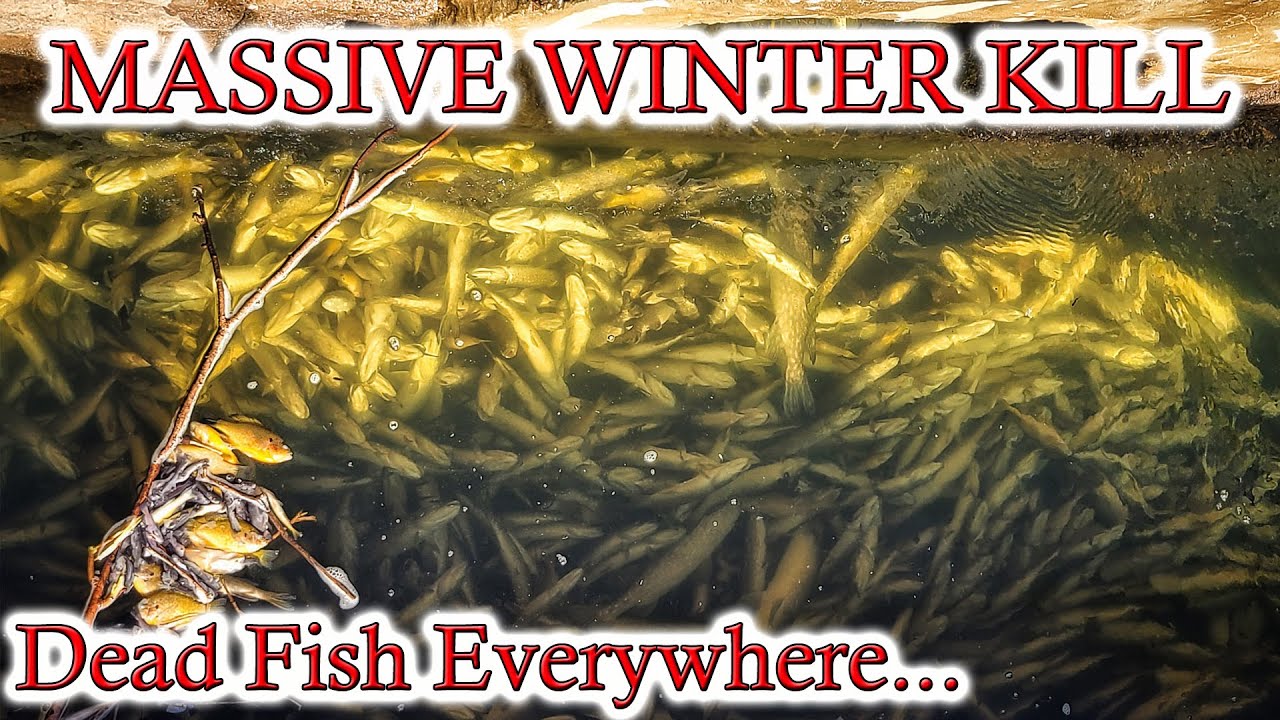 MASSIVE Winter Kill - Saving a Few Fish - YouTube