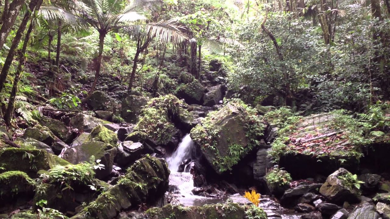 Puerto Rico El Yunque rain forest waterfall - YouTube