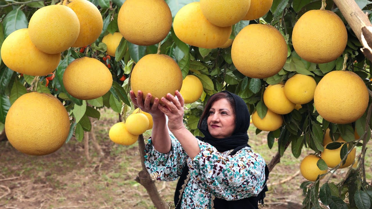 King of Citrus Fruits , Pomelo ! Make Jam of Pomelo | Delicious Goose ...