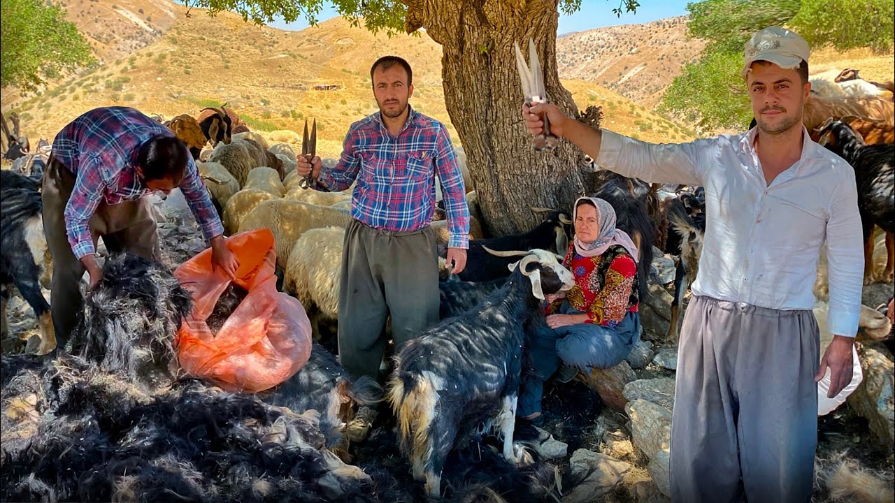 Kurdish nomads family: Picking sheep's wool in the summer season with ...