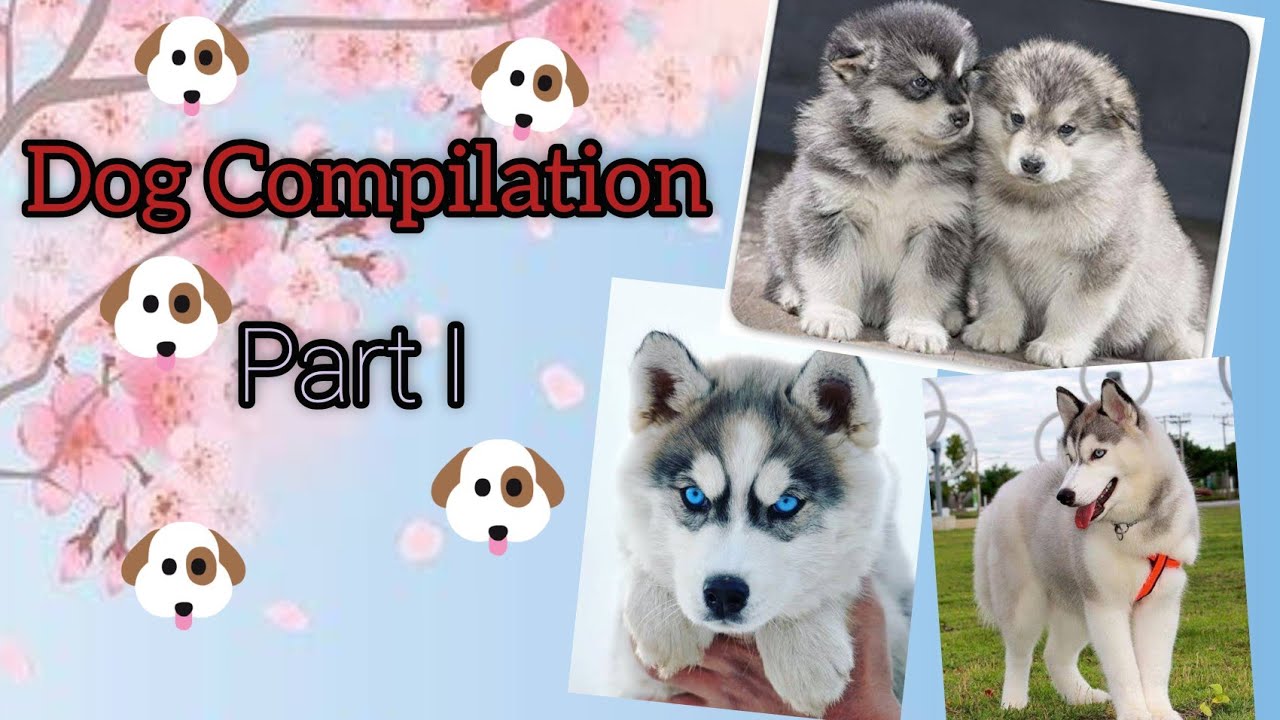 Dog Compilation 1 (cuteness overload)🐶 - YouTube