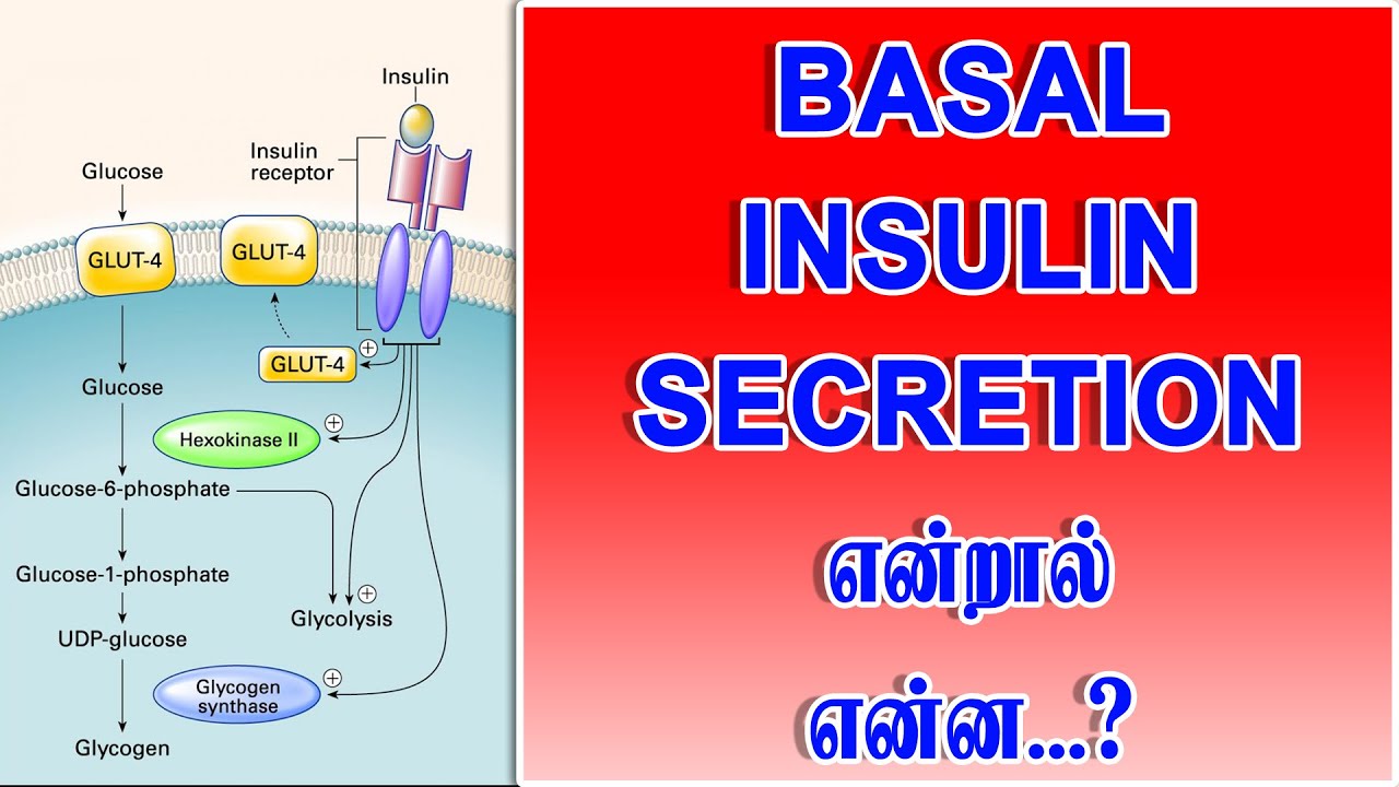 BASAL INSULIN SECRETION என்றால் என்ன ...? - YouTube