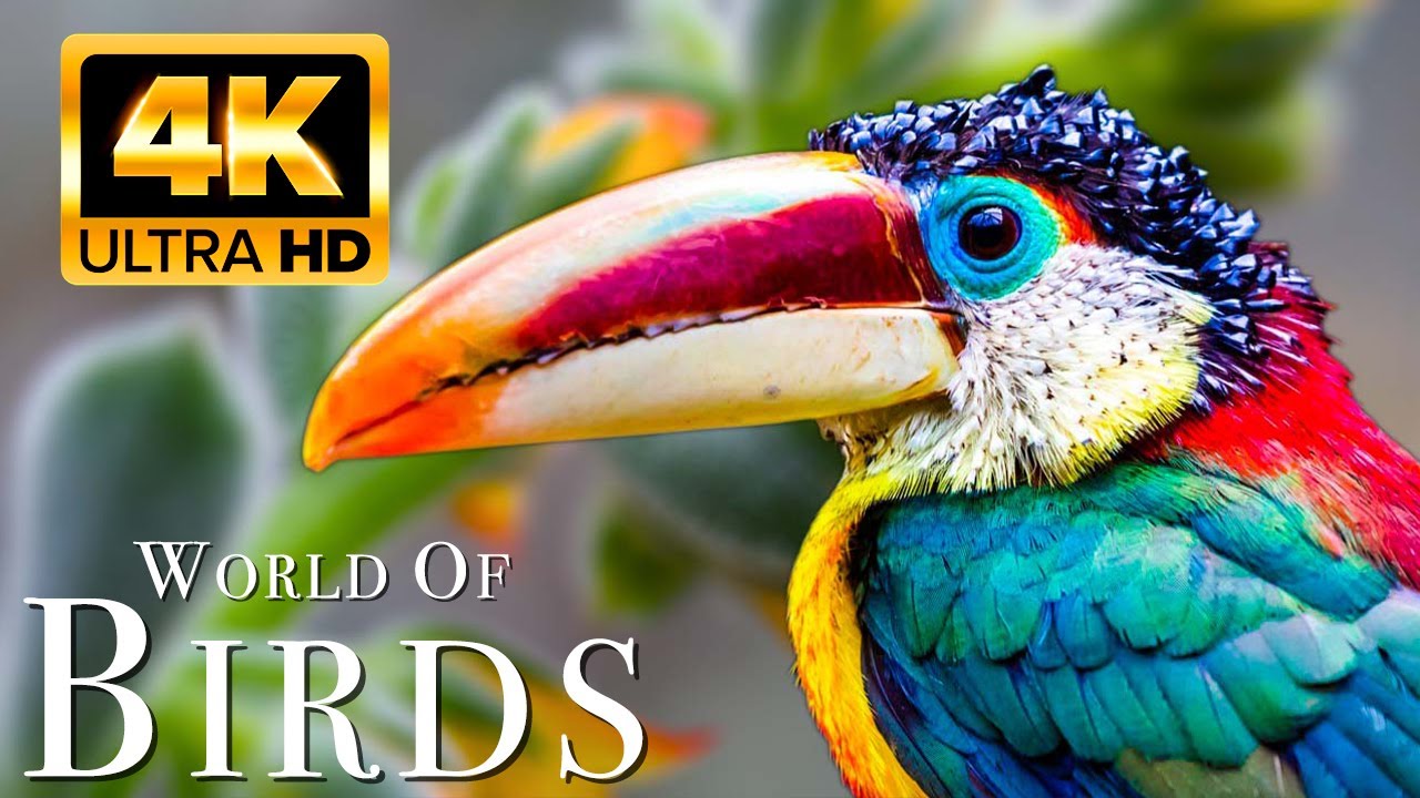 The World of BIRDS in 4K - Part 2 | The Healing Power Of Bird Sounds ...