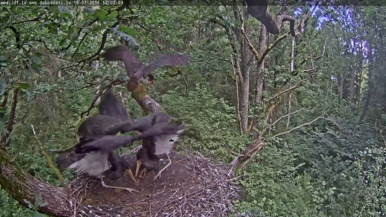 12h01m34s melnais starkis Female came home a fast feeding - YouTube