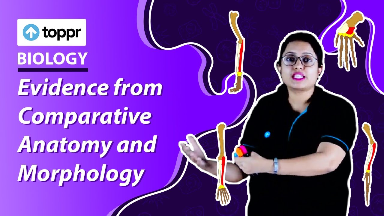 Evidence from Comparative Anatomy and Morphology | Evolution | Class 12 ...