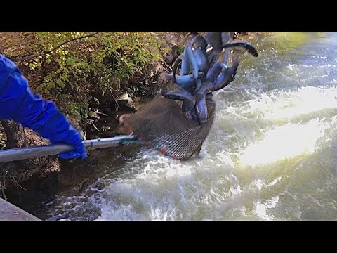 Ditch Trout Fishing In Albuquerque - YouTube