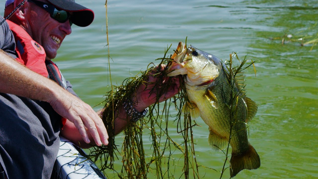 Bass in the Grass - Dave Mercer's Facts of Fishing THE SHOW - YouTube