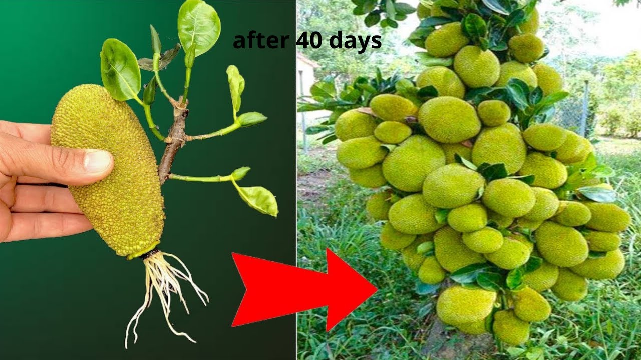 SUPER UNIQUE way to graft jackfruit onto fruit. TREES GROW SUPER FAST ...