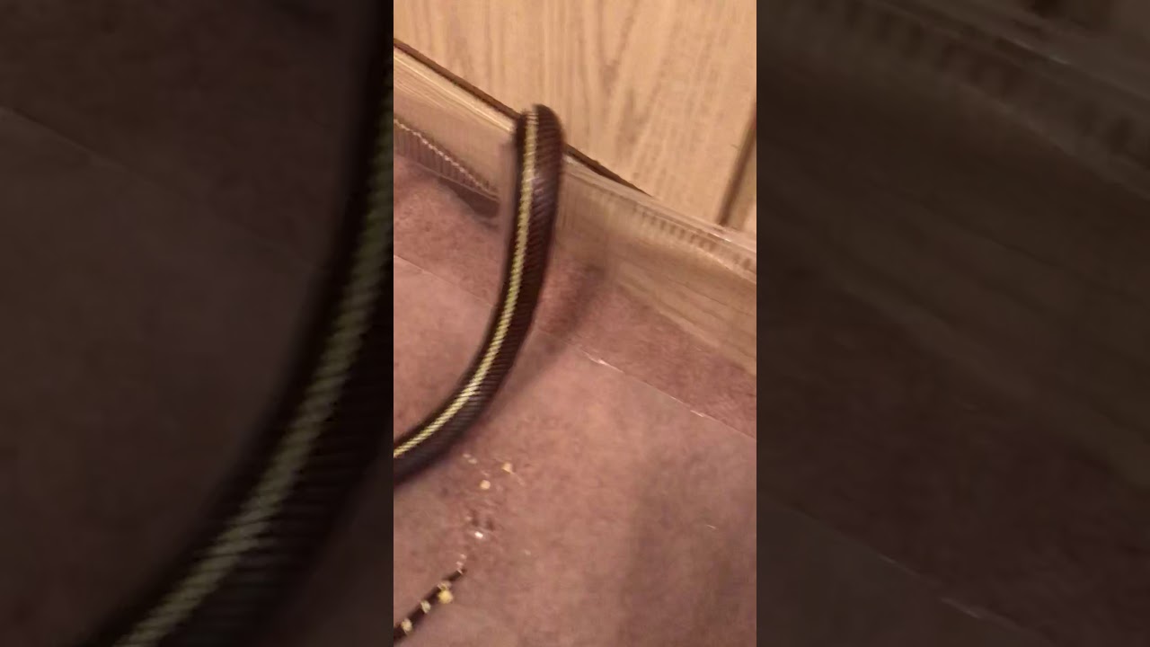 Kingsnake Musking and tail rattling - YouTube