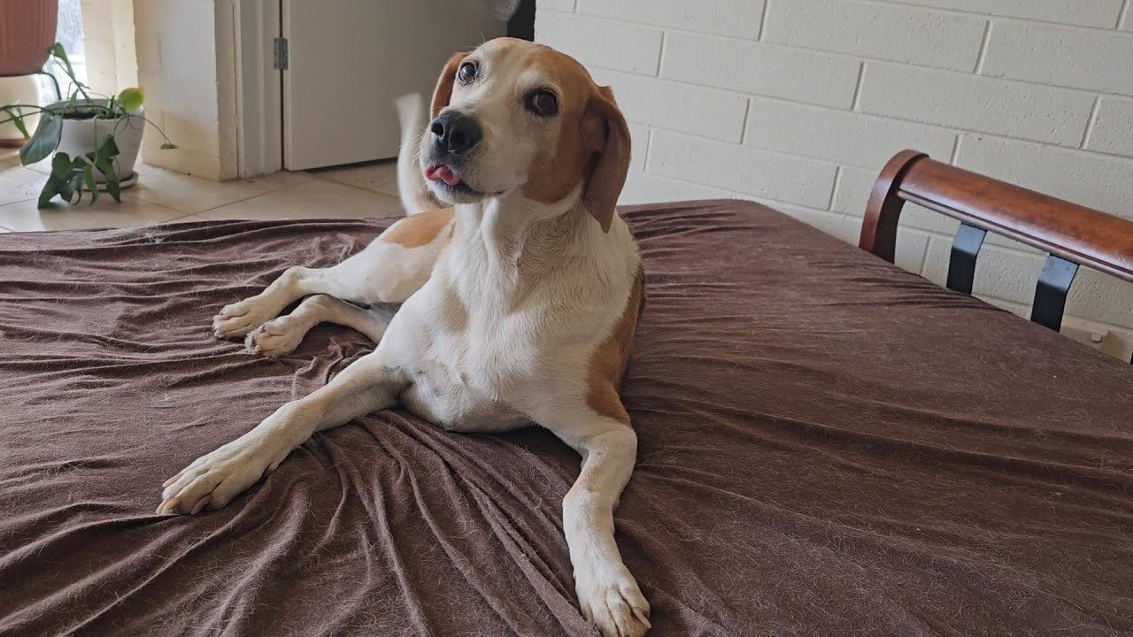 What are the Dogs getting up to? - YouTube