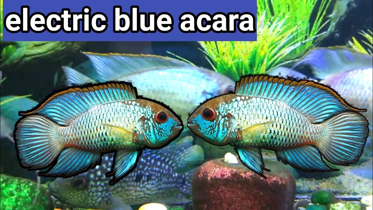 electric blue acara fish care and tank meet - YouTube